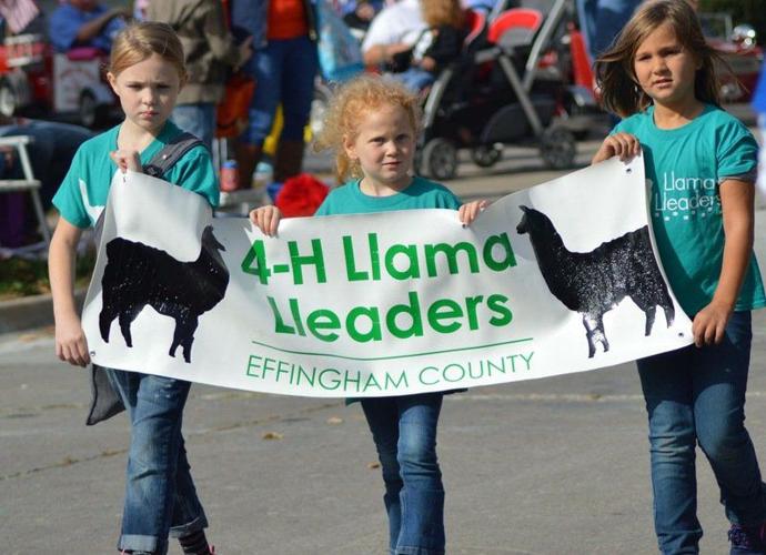 Year in life of 4-H Llama Lleaders | Community | effinghamdailynews.com