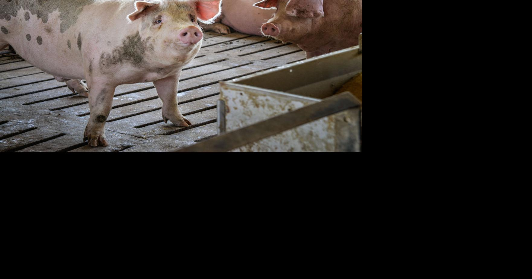 New monounsaturated soybean oil works well in pig diets | Local News ...