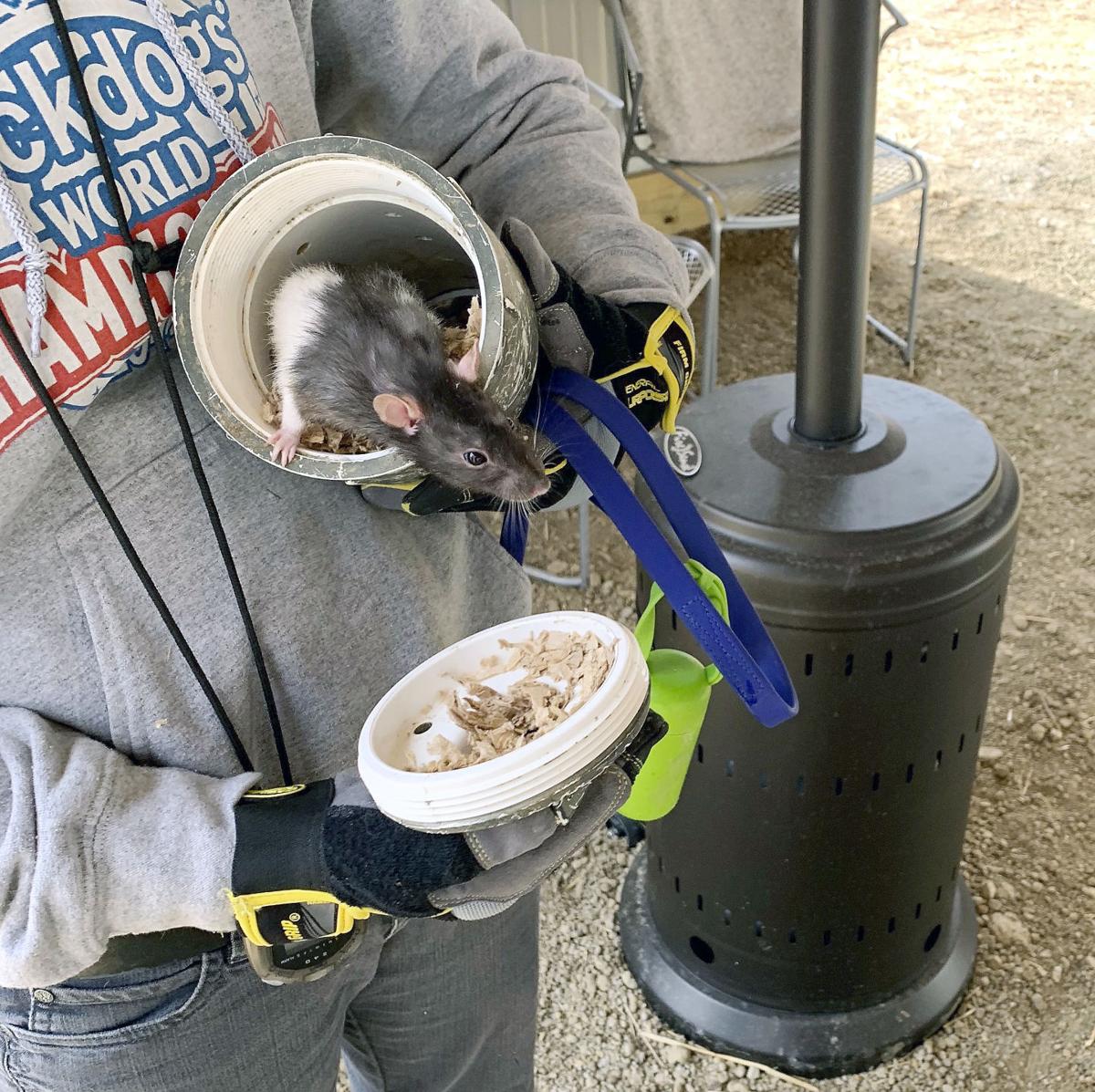 Barn Hunts let dogs test their instincts | News | effinghamdailynews.com