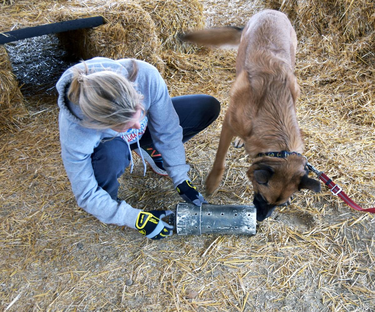 Barn Hunts let dogs test their instincts | News | effinghamdailynews.com