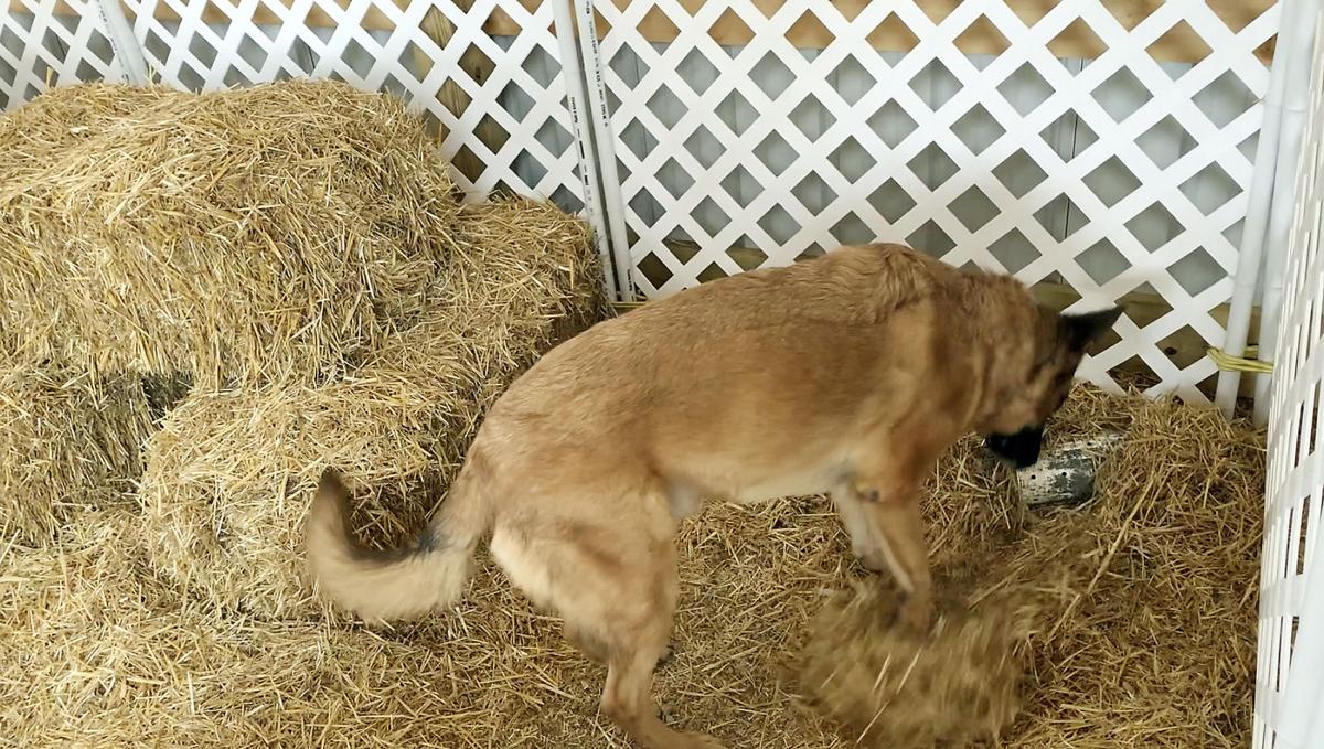 Barn Hunts let dogs test their instincts | News | effinghamdailynews.com