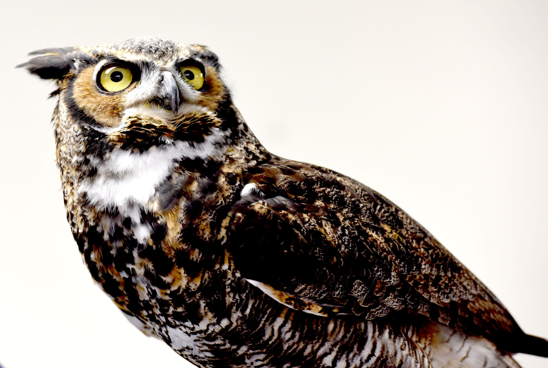 Owls make special visit to Ballard Nature Center | Local News ...