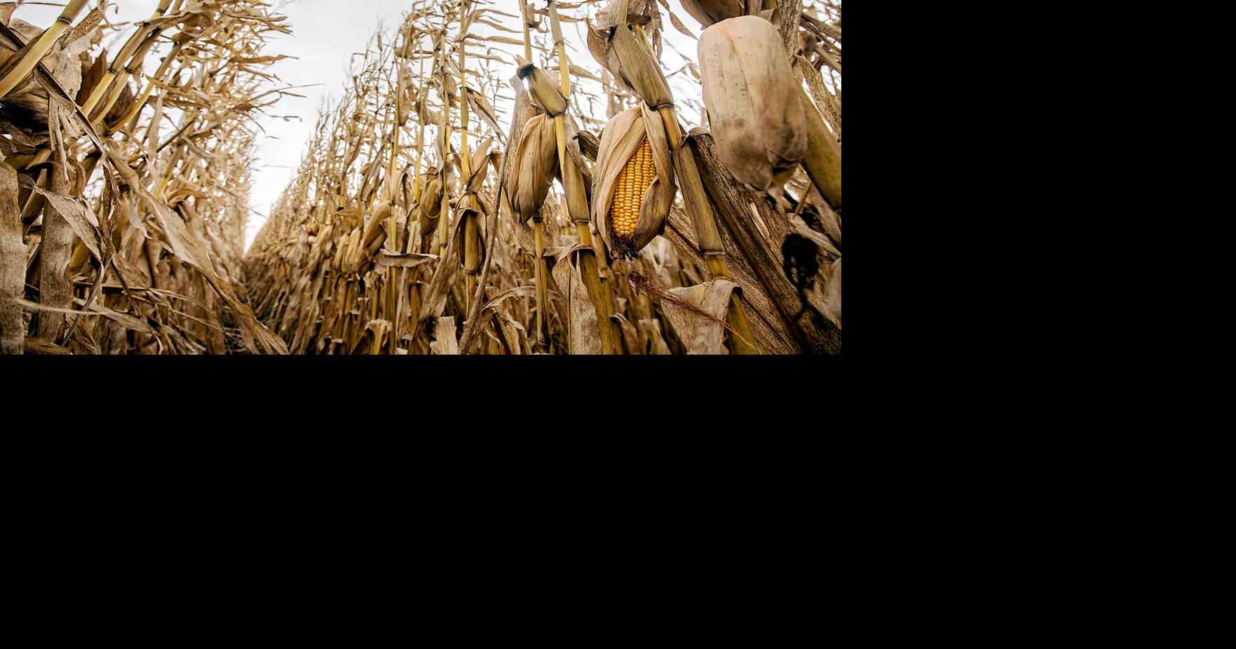 U.S. ag trade officials reject latest Mexico proposal on GMO corn ban ...