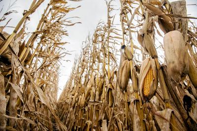 U.S. ag trade officials reject latest Mexico proposal on GMO corn ban ...
