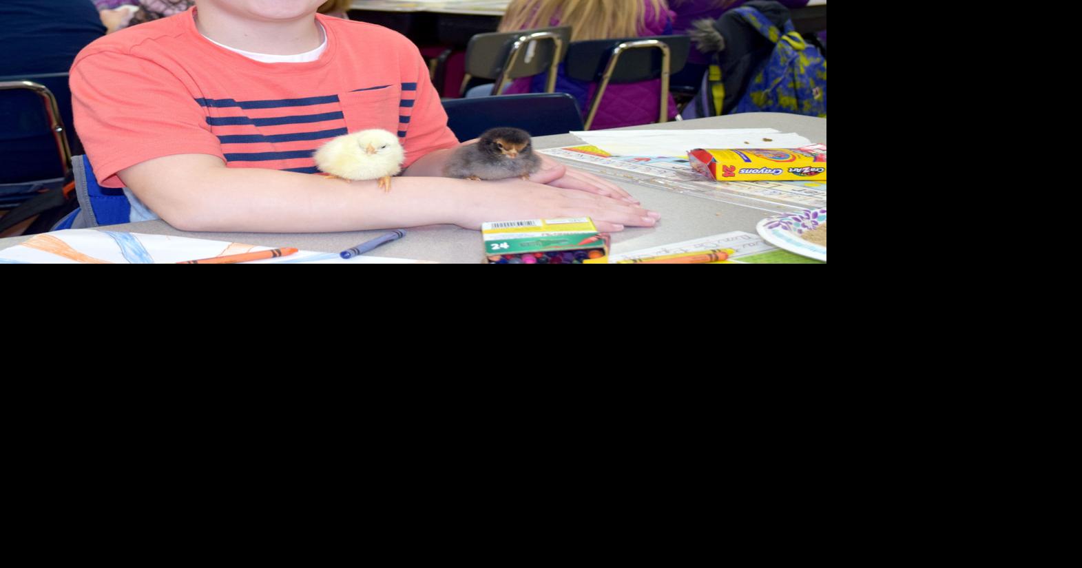 Project gives students up-close look at how chick is hatched | Local ...