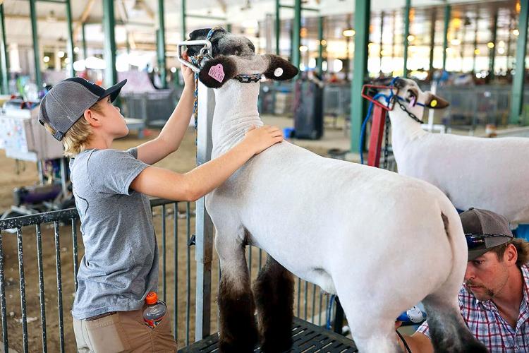 Getting ready: Scenes from inside State Fair livestock barns | Local ...