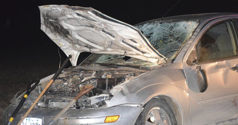 Car crashes into loose cattle | Local News | effinghamdailynews.com