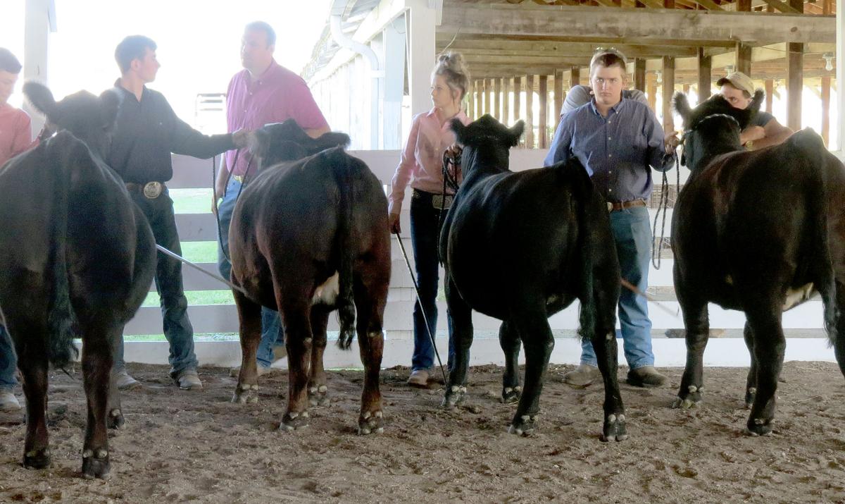 South Central FFA members show animals at Vo-Ag Fair | Community ...