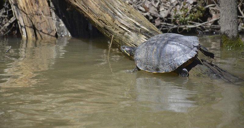 Lake Sara launch site for kayaks and canoes puts nature within reach ...