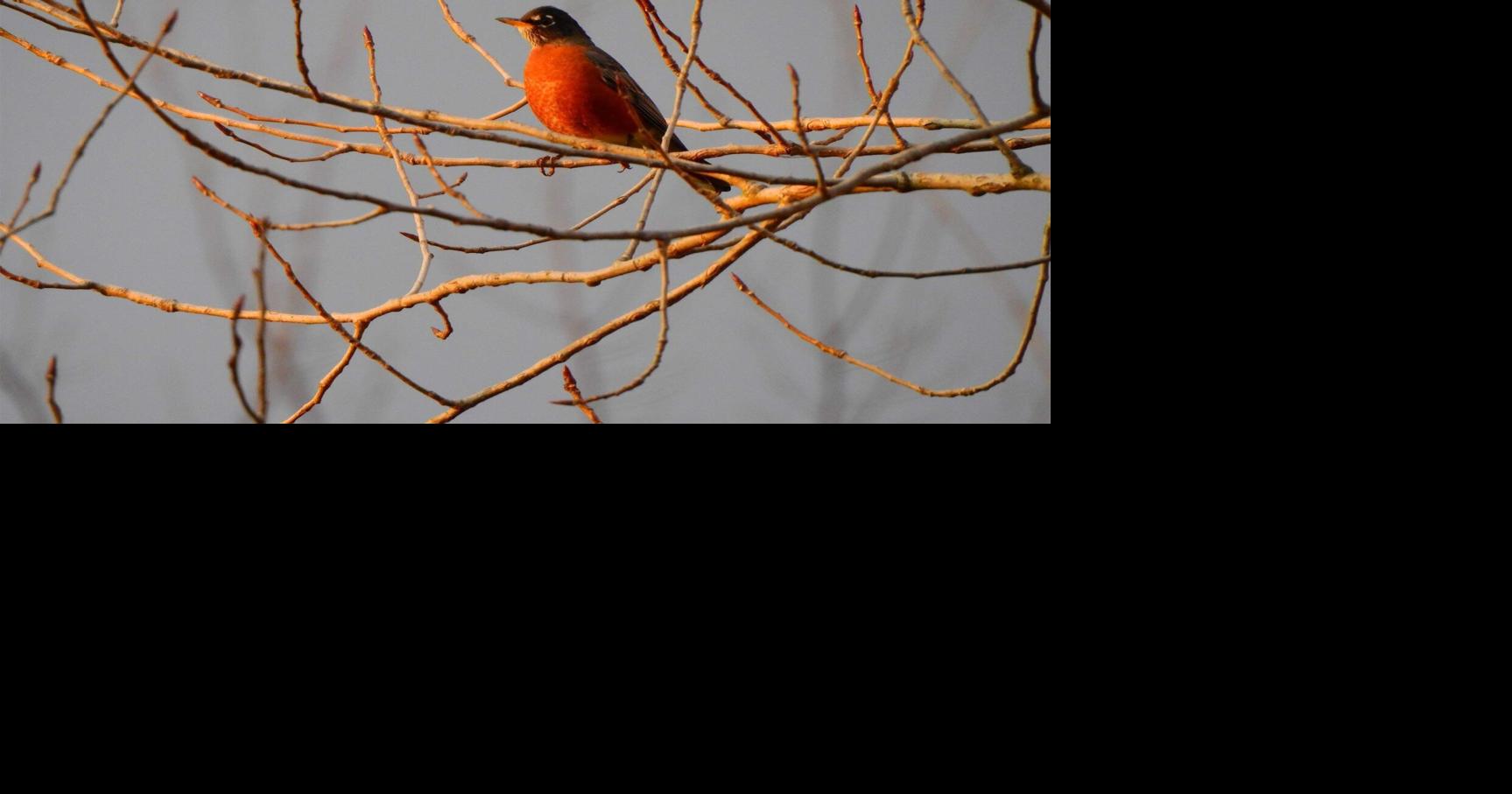 Guided spring bird walk planned | Features | elkharttruth.com