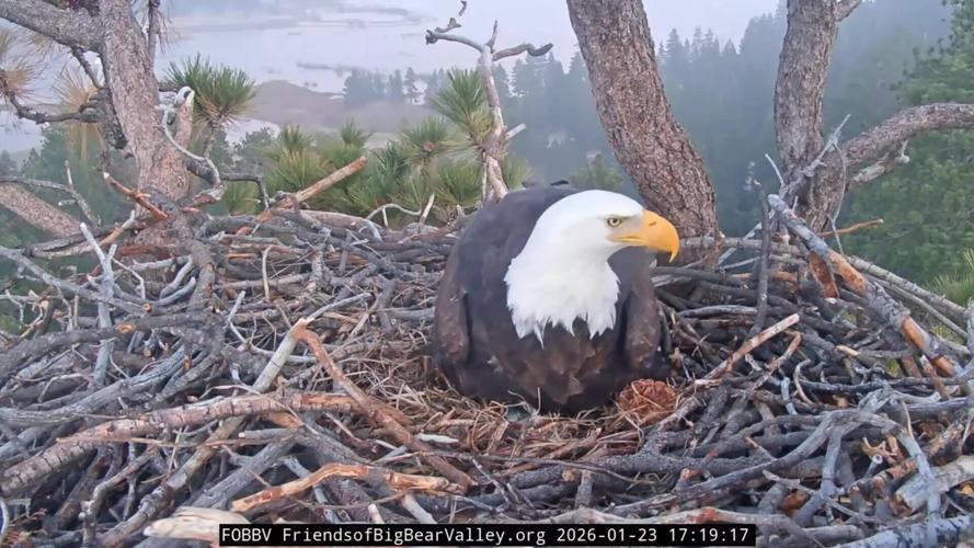 YouTube famous bald eagles welcome first eggs of year | National ...