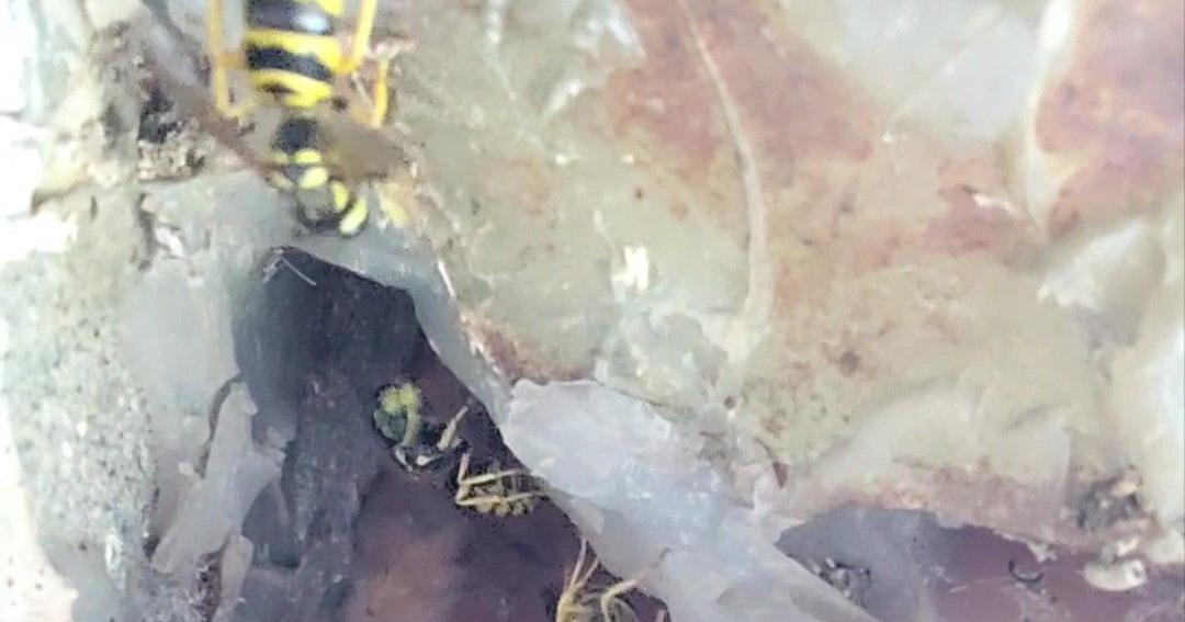 Use caution around yellow jackets | Features | elkharttruth.com