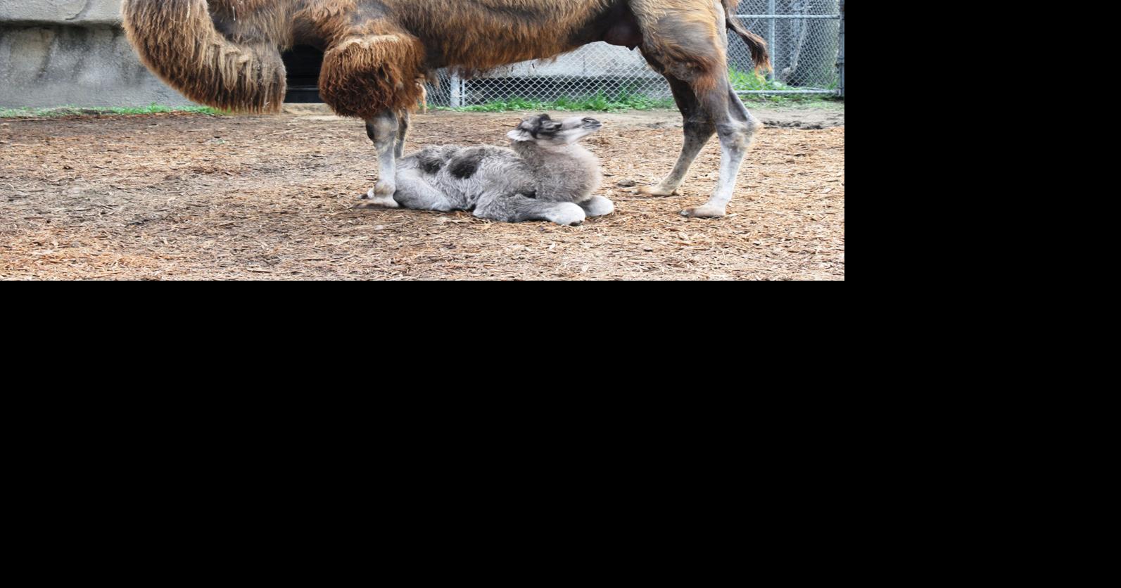 126-pound male Bactrian camel born at Detroit Zoo | Michigan ...