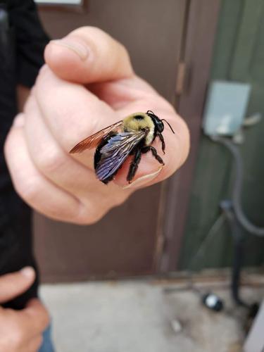 Bug Night to celebrate Indiana's insects | Features | elkharttruth.com