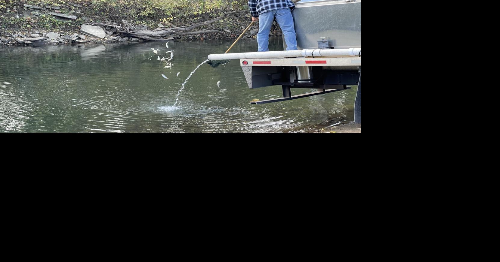 Group releases 3,250 walleye fingerlings into river | Features ...