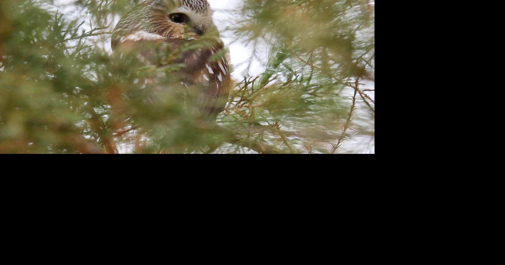 Walk highlights the hidden lives of owls | Features | elkharttruth.com