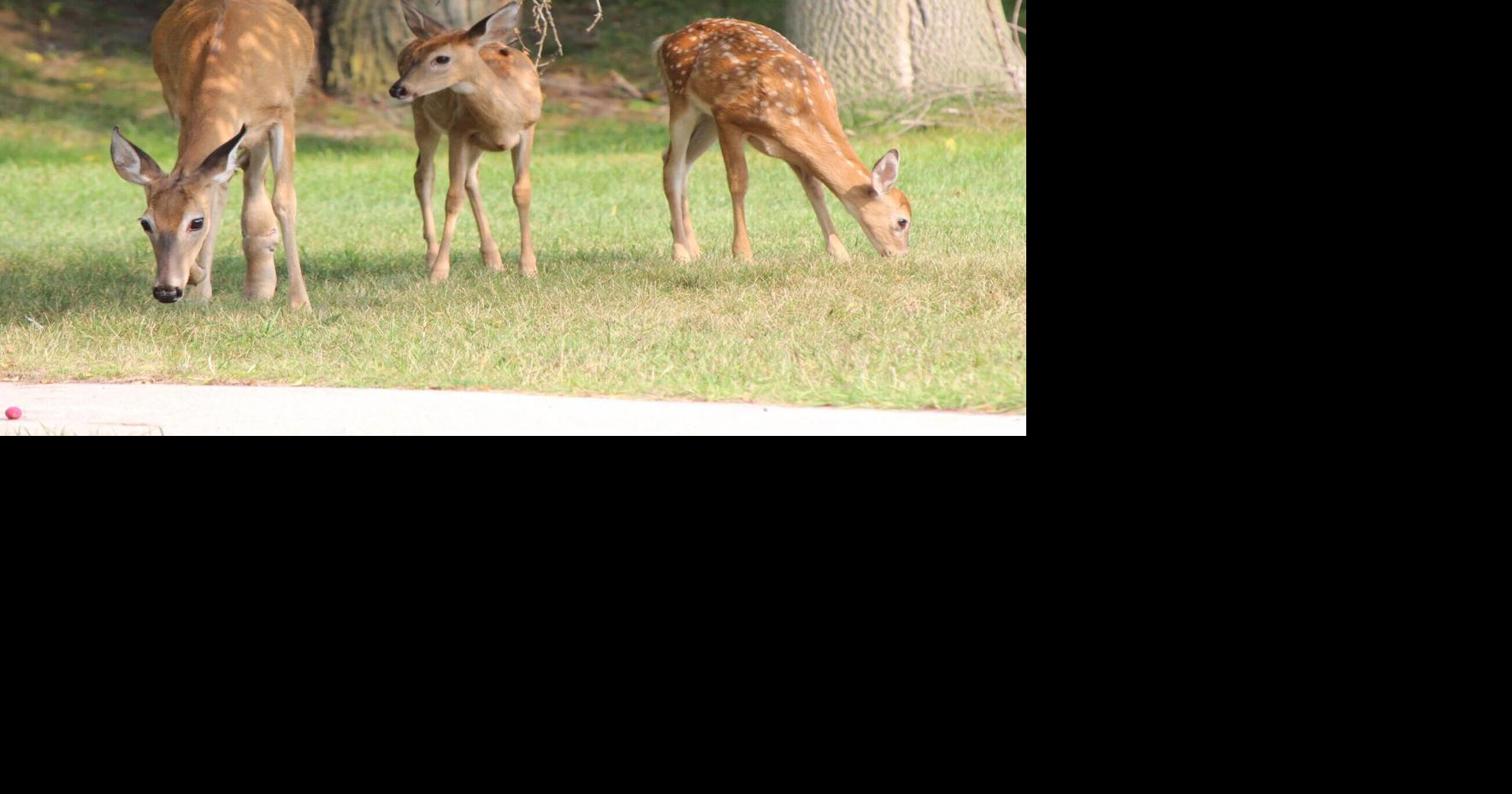 Police offer tips for avoiding deer while driving | News | elkharttruth.com