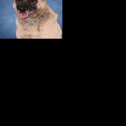 Police mourn the loss of K9 Zeus | News | elkharttruth.com