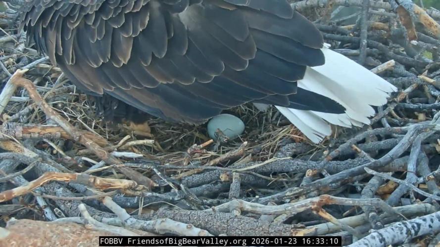 YouTube famous bald eagles welcome first eggs of year | National ...