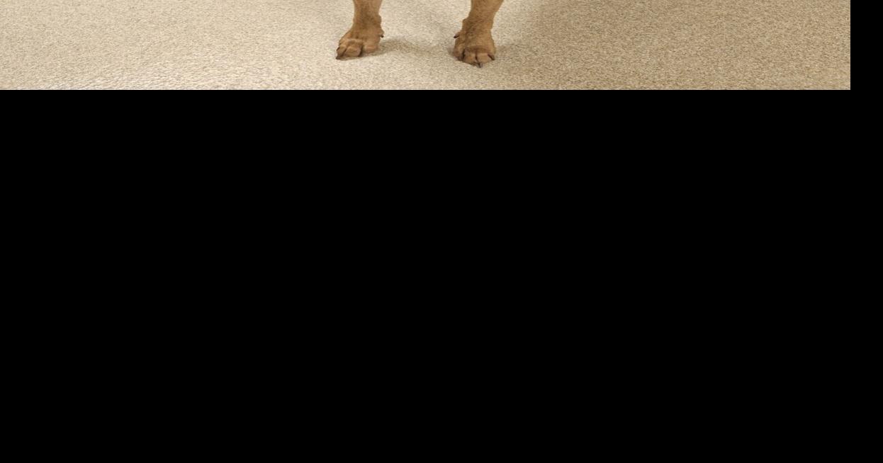 Humane Society waives dog adoption fees | Features | elkharttruth.com