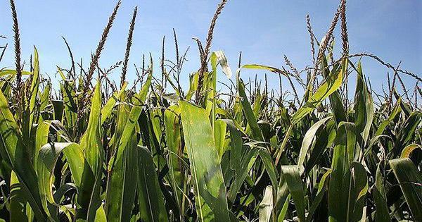 A formula to estimate corn yield | Features | elkharttruth.com