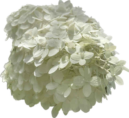 The late-summer garden | Lifestyles | elkintribune.com