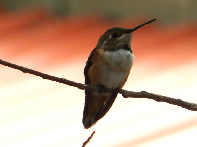Nature Notes: Saying goodbye to hummingbirds