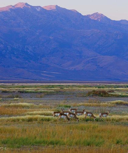 Fall at the Ruby Marshes