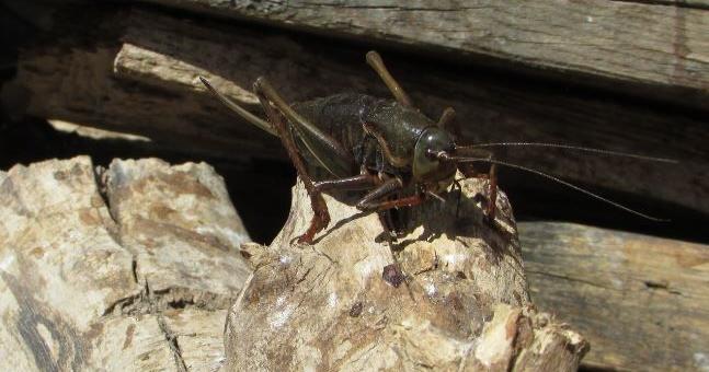 Mormon crickets now appearing in Elko
