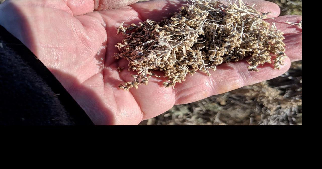Nature Notes: Fall collection of sagebrush seed