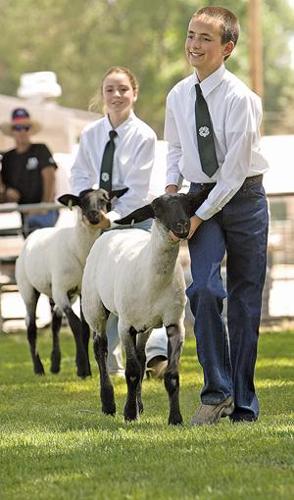 Sheep Show: Lamoille 4-Her wins Ruby Mountain FFA Livestock Show and Sale