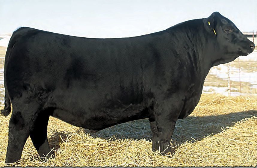 Record $1.51 million paid for 'freak' of a bull