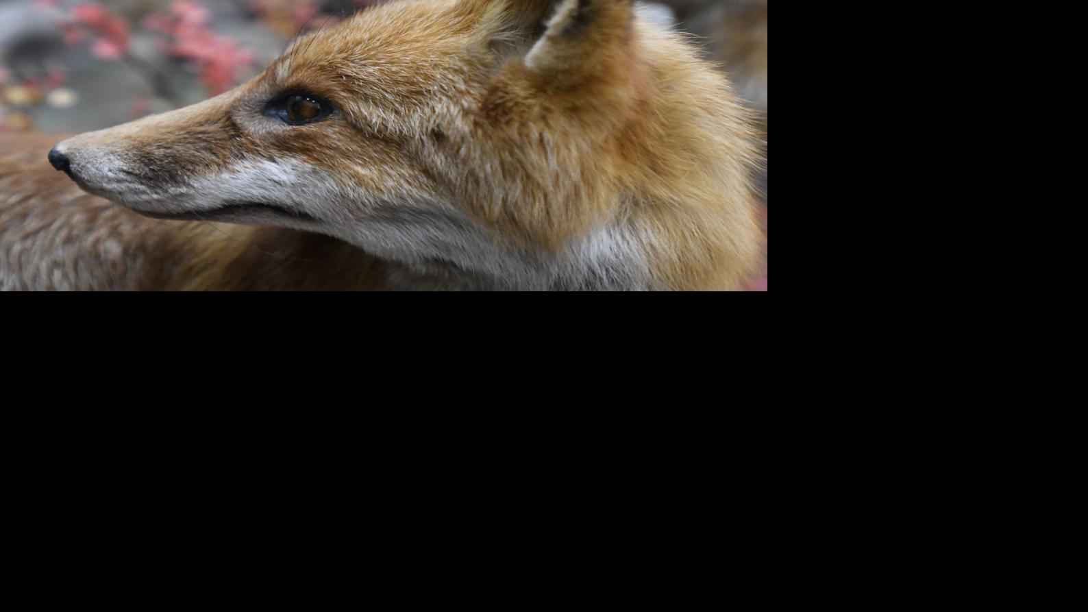 Cunning Creature | | elkodaily.com