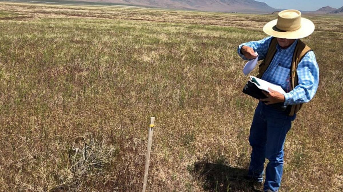 Sagebrush plants hold Nevada's ecosystem together. Here's their story