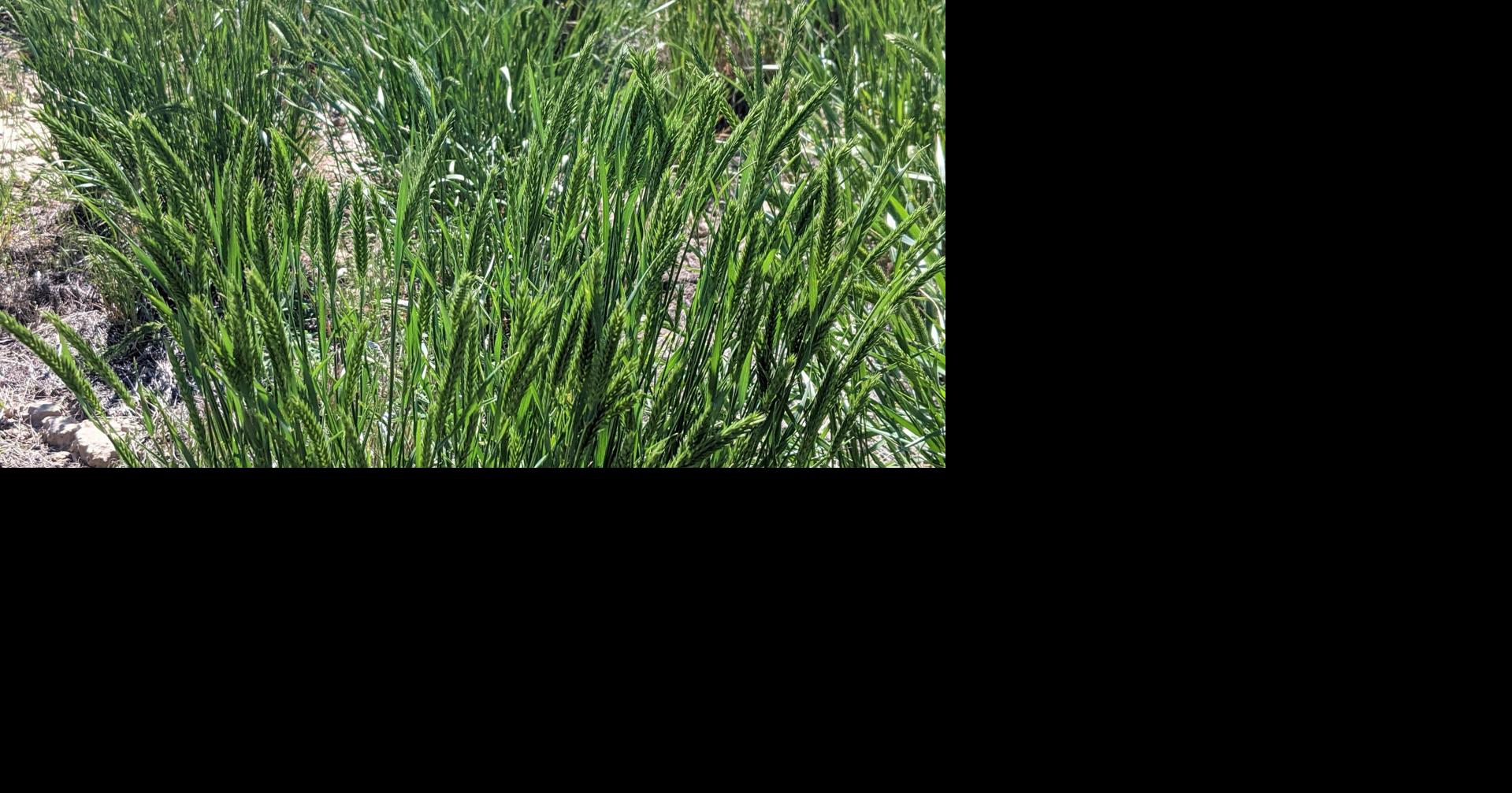 Nature Notes: The controversial range grass