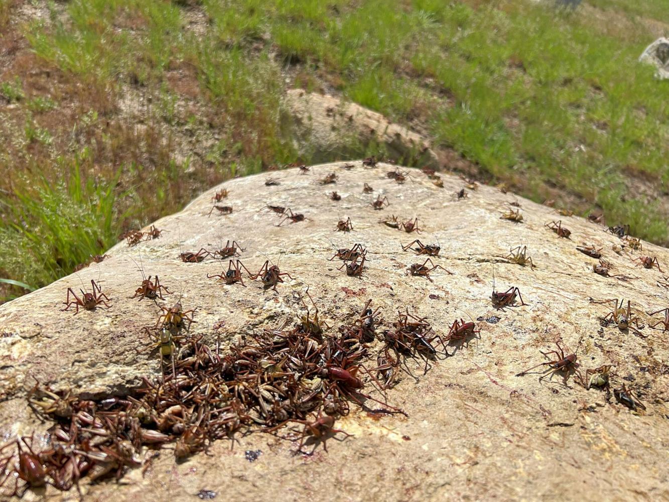 Staying safe in cricket swarms