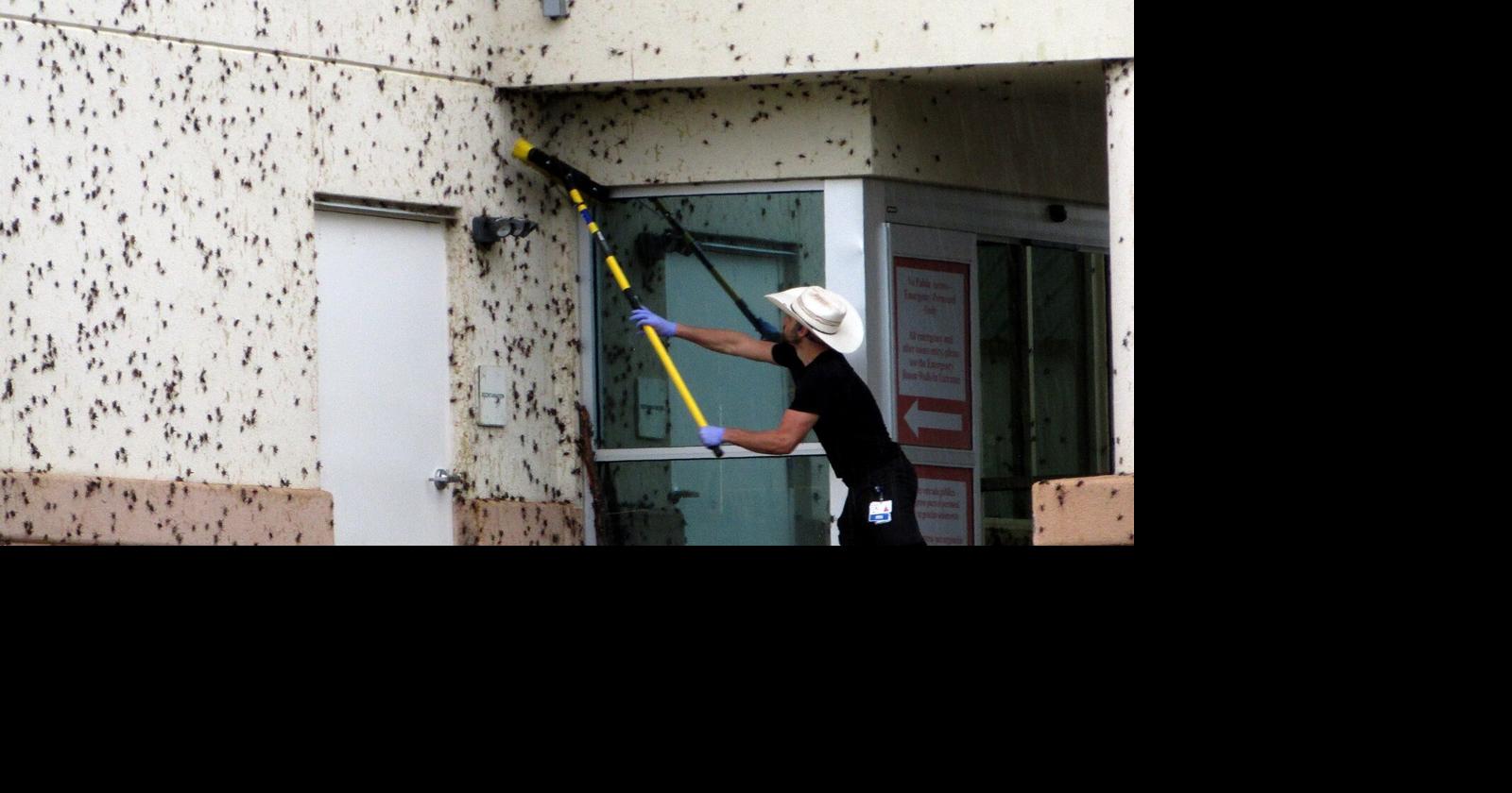 Crickets creating havoc in Elko County