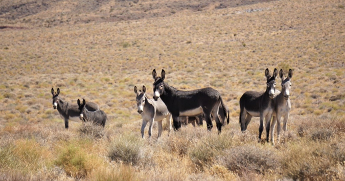 BLM begins wild burro roundup near Beatty