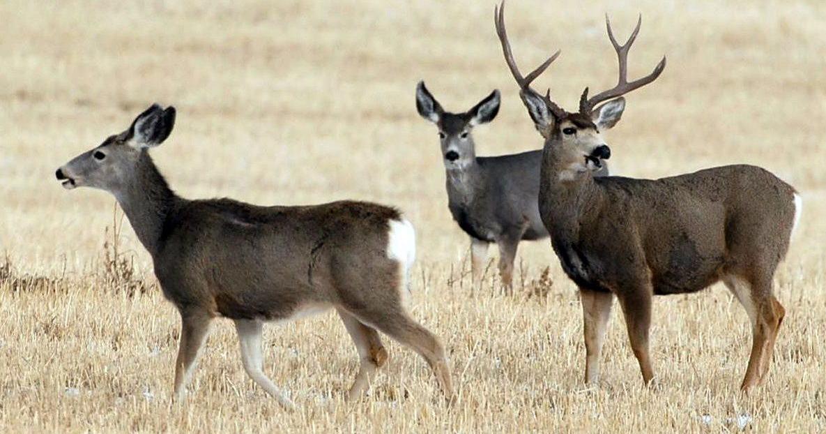 ‘1,200-year drought’ impacts Nevada big game quotas