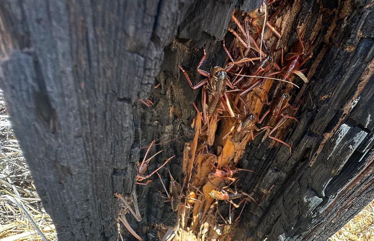 County, BLM agree it's OK to bait crickets on federal lands