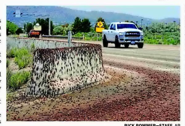 Cricket 'apocalypse' may be winding down