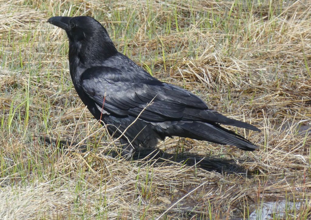 Nature Notes: How ravens see us humans