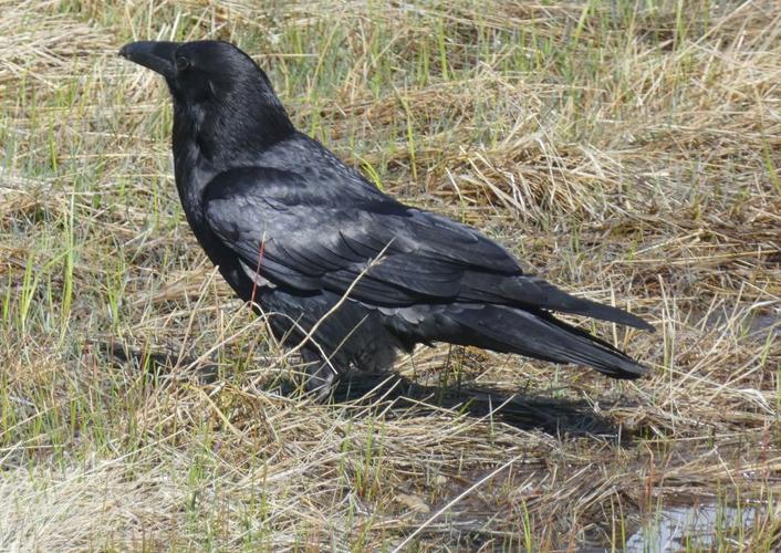 Nature Notes: How ravens see us humans