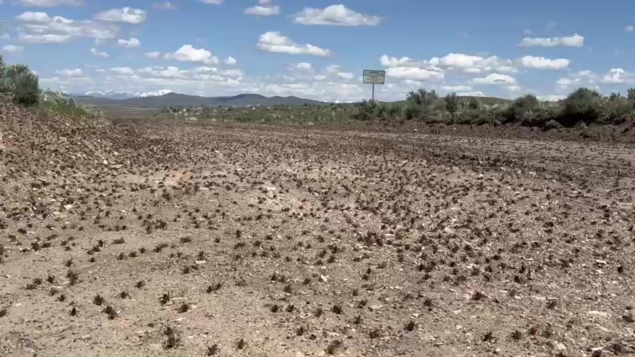 County baits pesky Mormon crickets