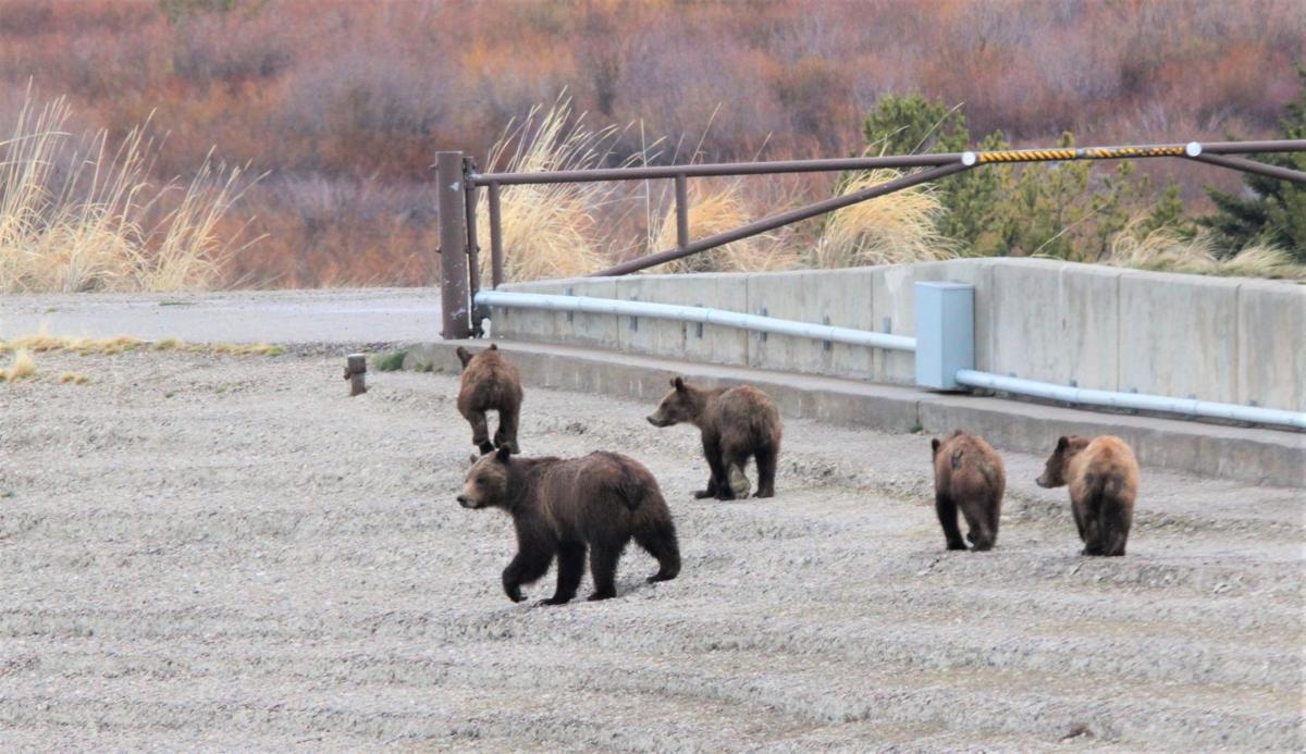 Nature Notes: Bear 399 is causing problems
