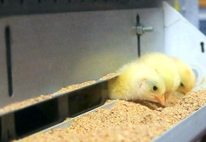 IFA celebrating 100 years