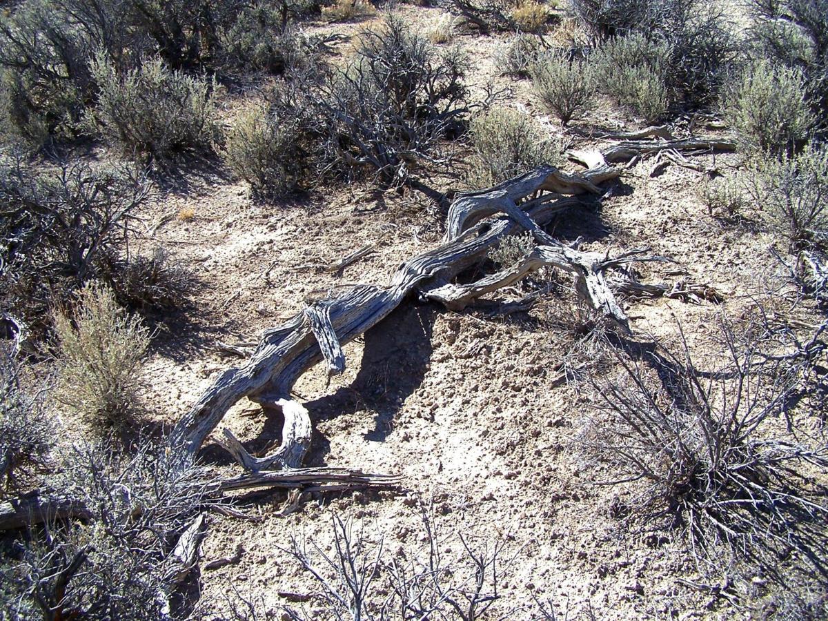 Nature Notes: Ancient pronghorn traps