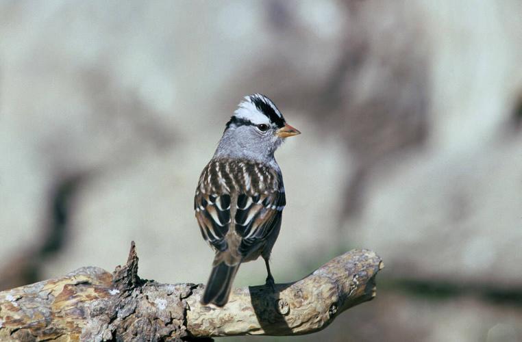 White-crowned sparrows found in Nevada, along Pacific Coast