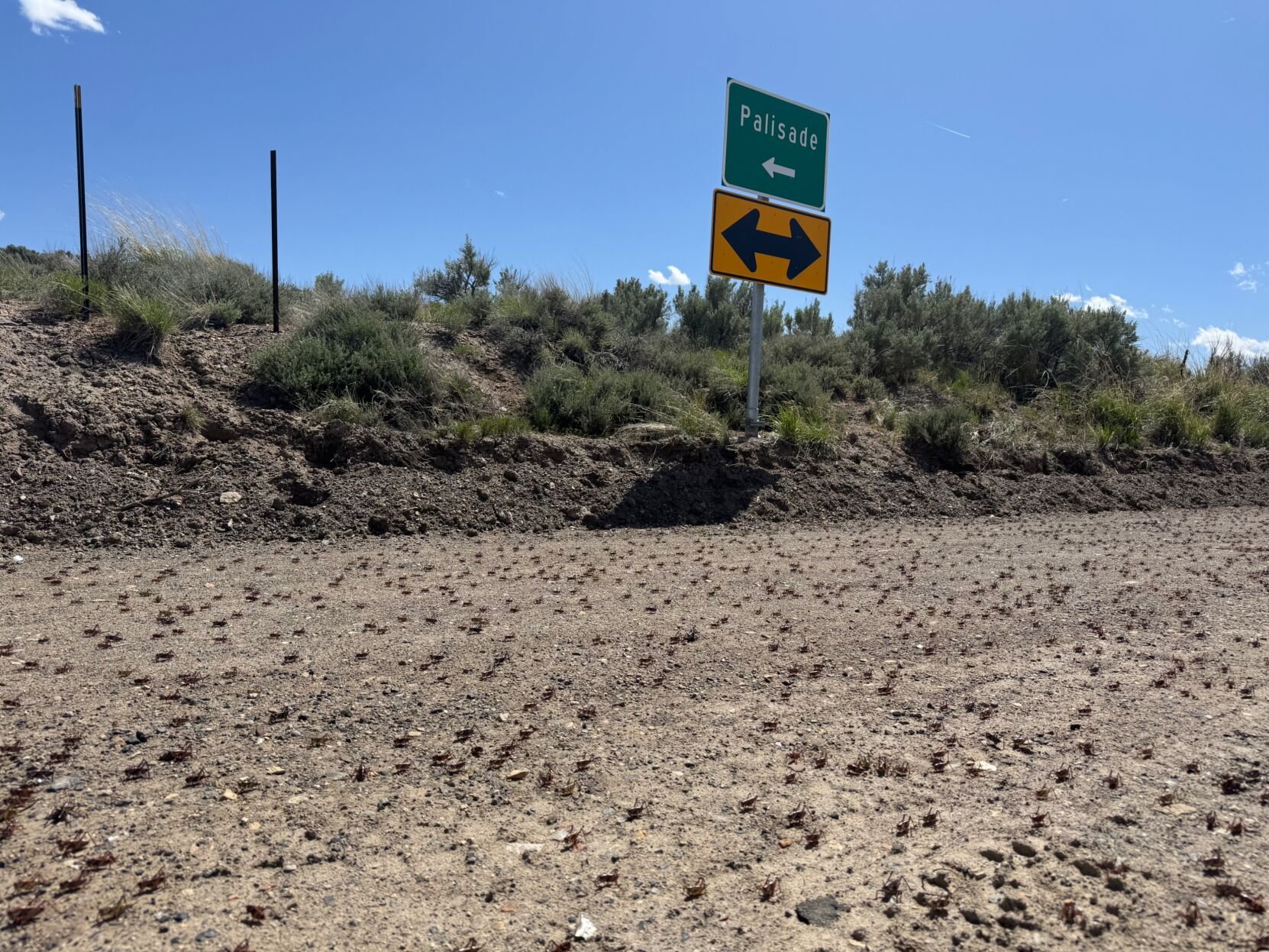 Photos: Mormon crickets are back