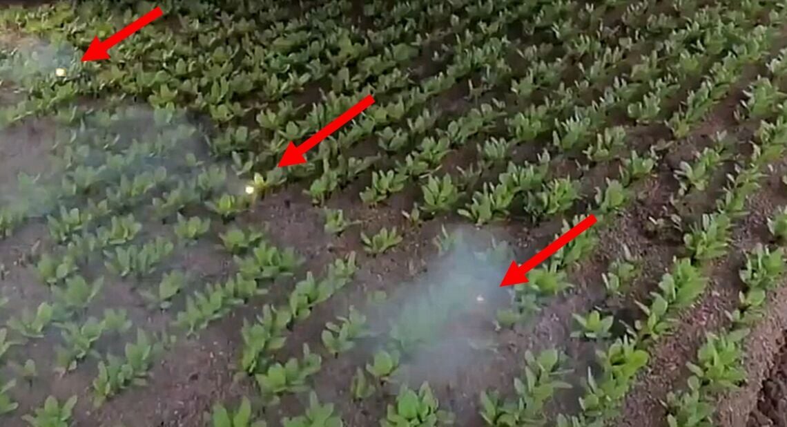 Laser weeders, weed zappers sharper image carbon robotics